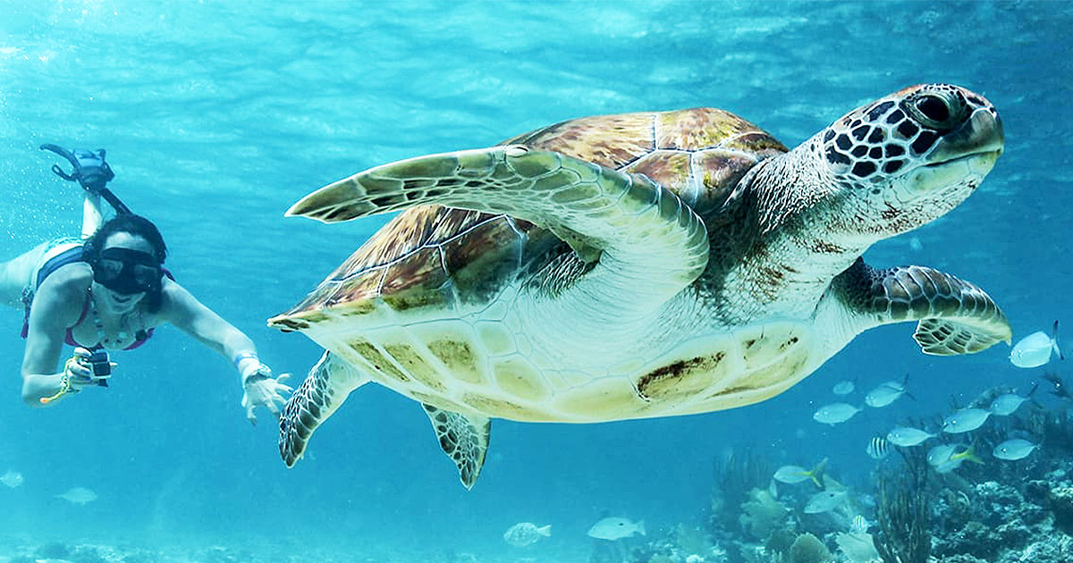 Scuba Diving With Turtles 2025 Snorkeling With Turtles (Boat Trip